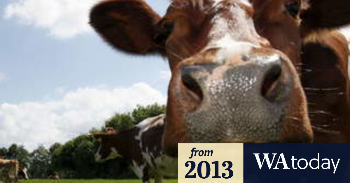 Driver escapes four-cow smash