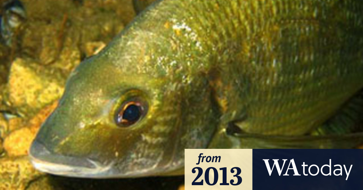 Thousands of fish to be tracked across river