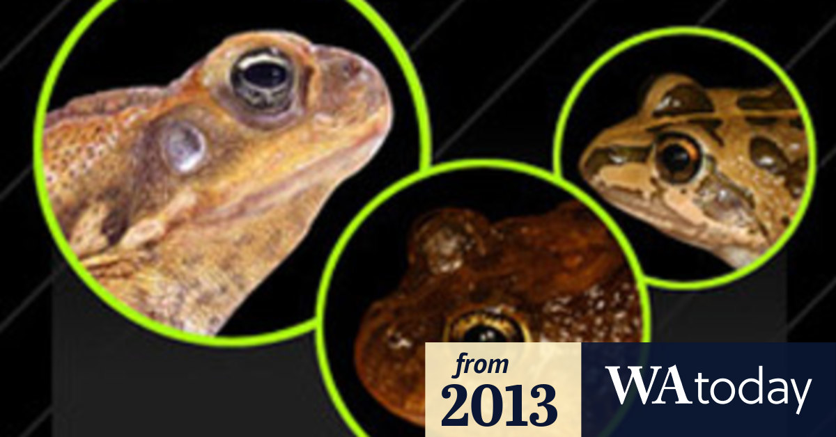 Frogs spared with toad app