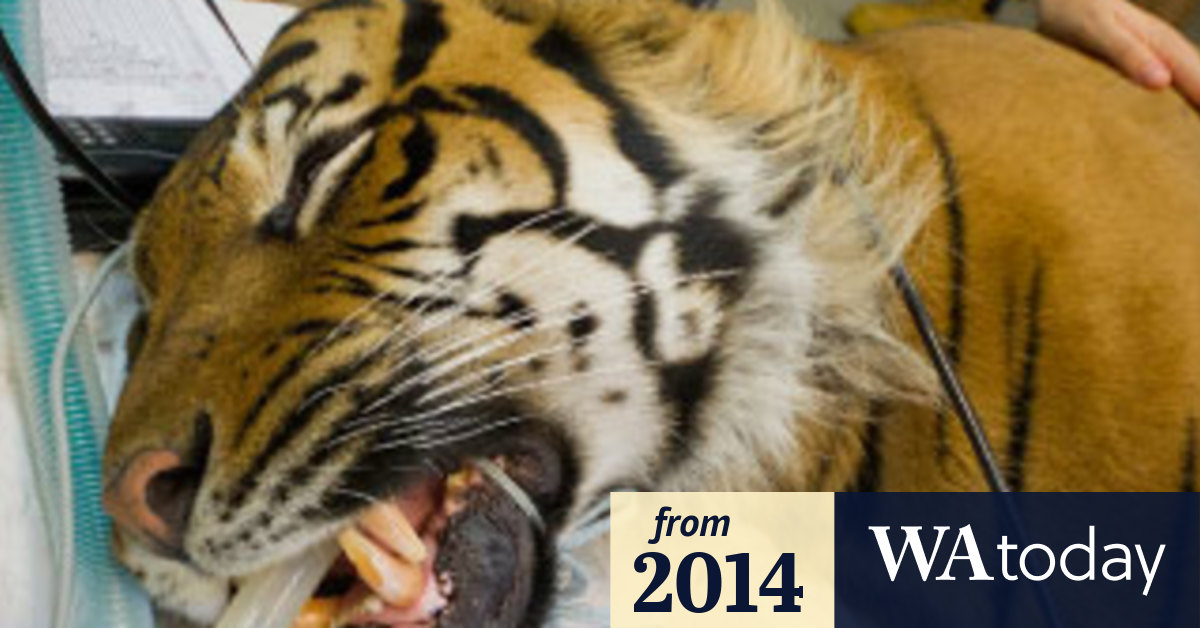 Clean bill of health for Perth Zoo tiger