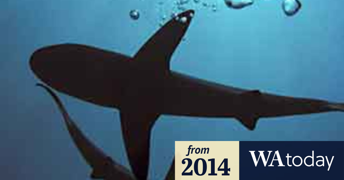 EPA make call on WA shark drum lines