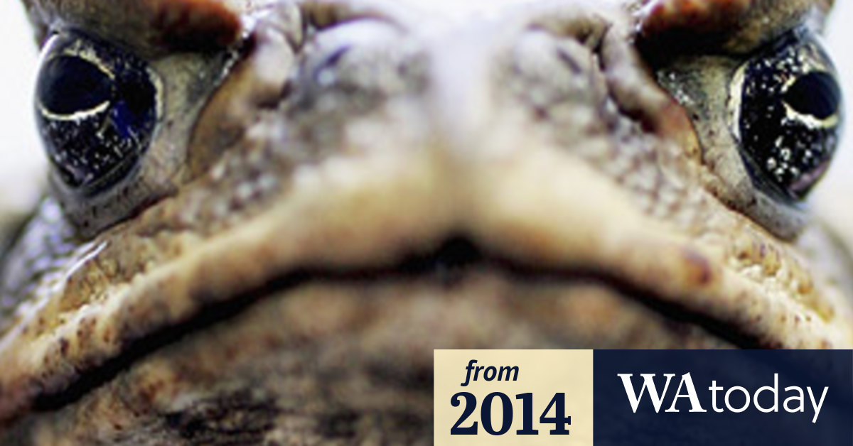 Cane toads prove they aren't landlubbers- floating their way further ...