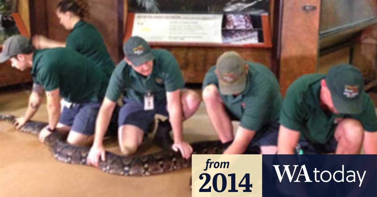 Perth Zoo python Cuddles gets a health boost