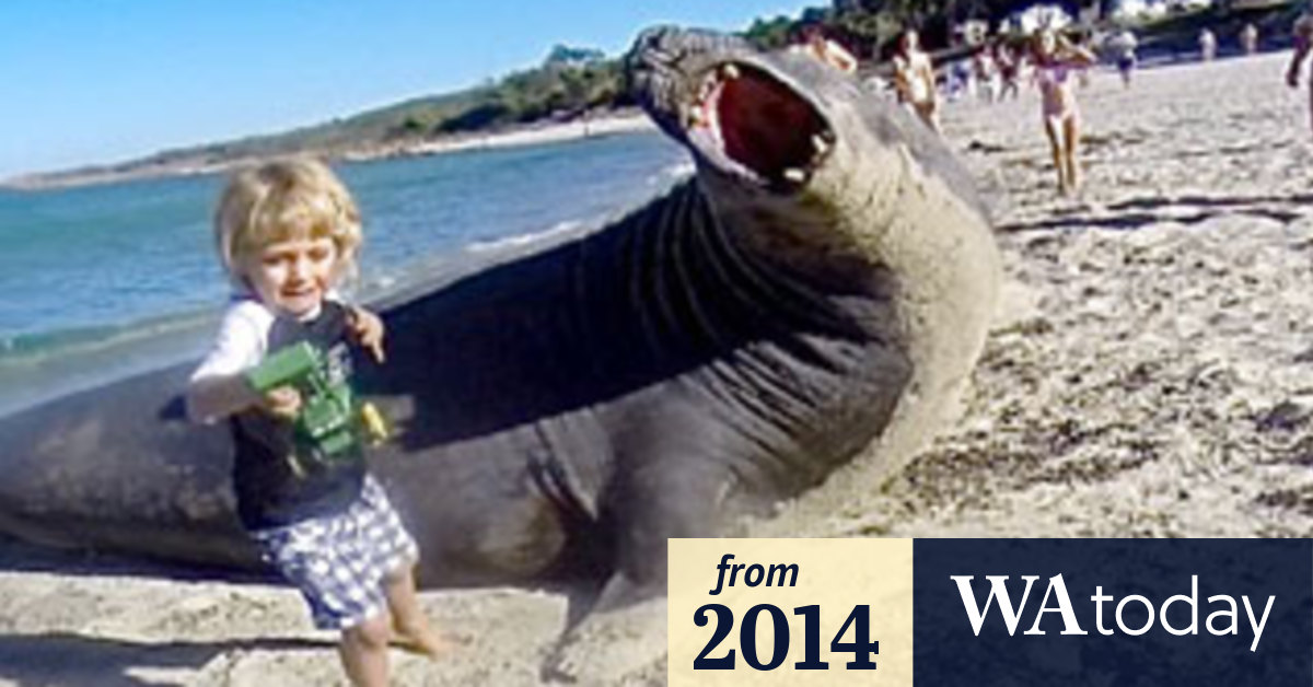 Sorrento seal does the 'worm' for onlookers in the South West