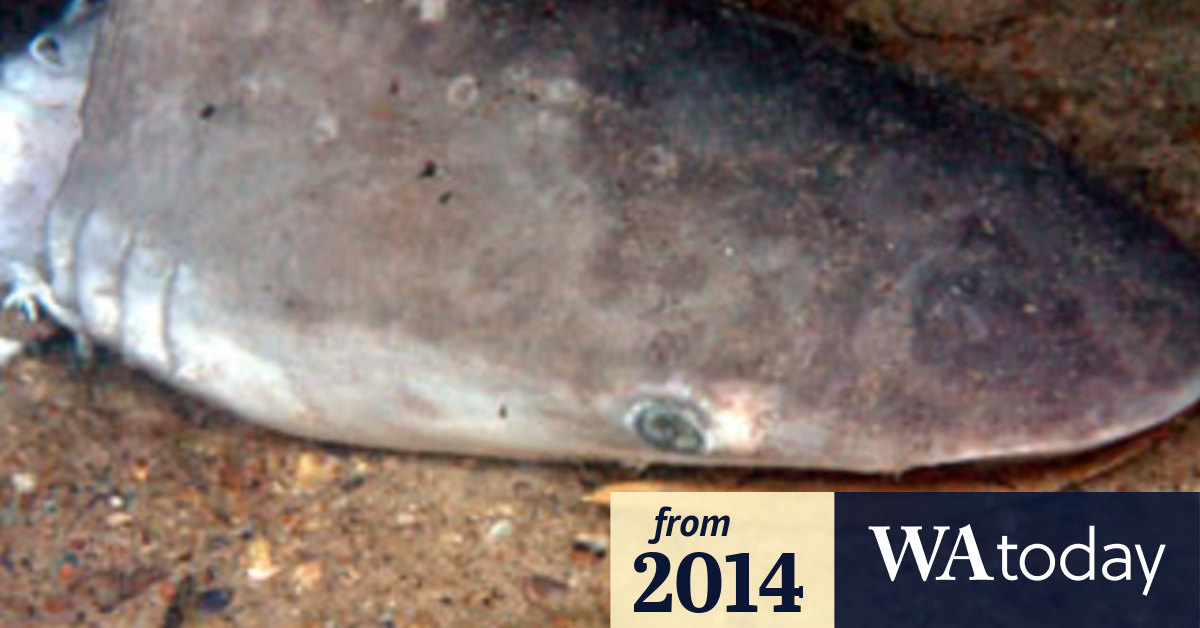 Shark frenzy in WA turning popular jetty into a 'kill zone': diver