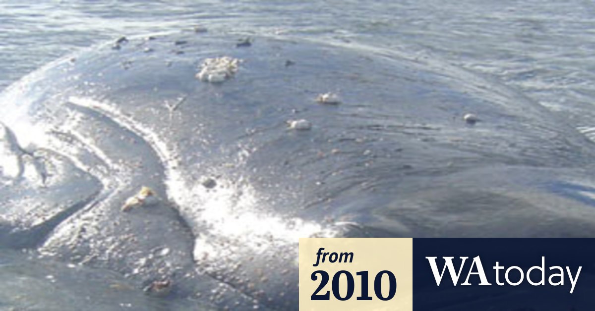 Stranded whale blown up