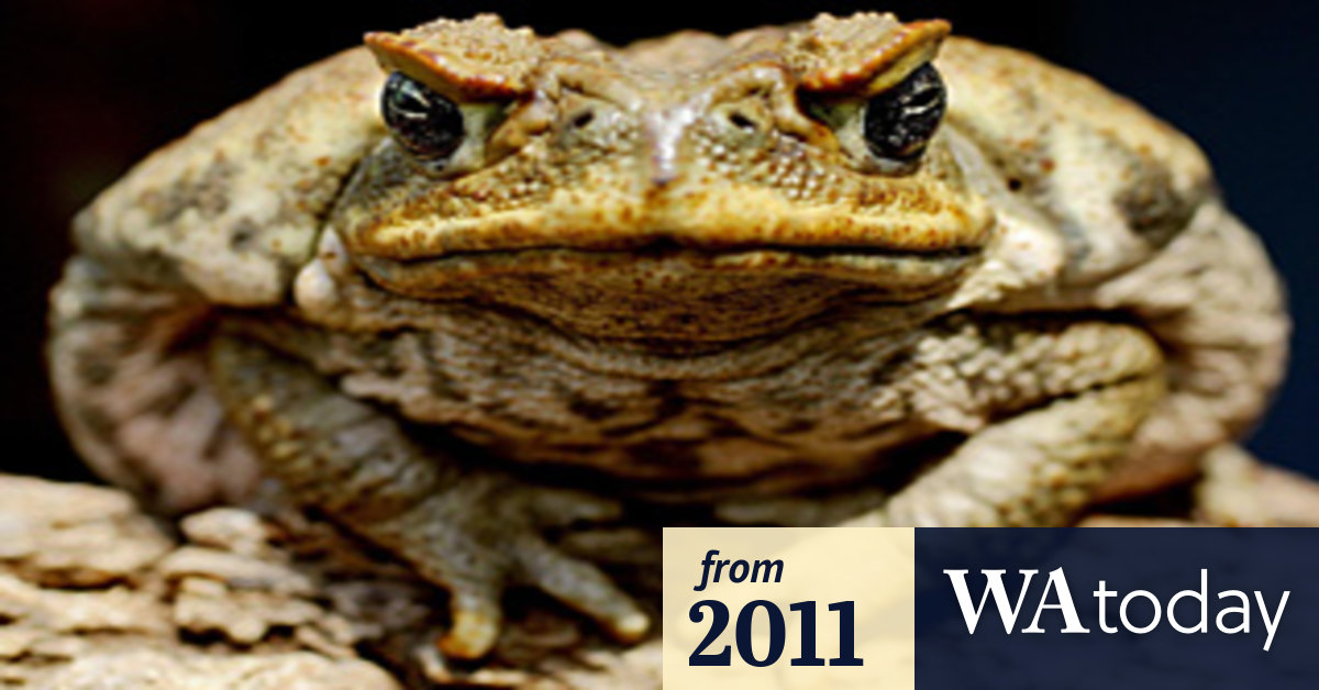 New tool in cane toad fight