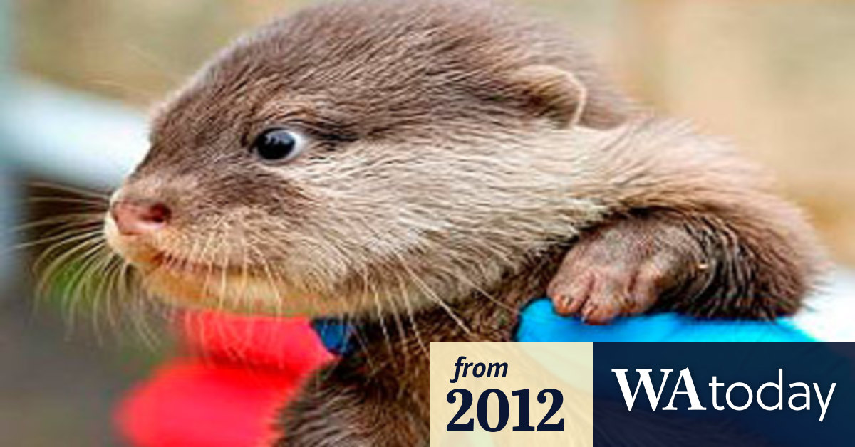 Otter dad busy as pups debuted to public
