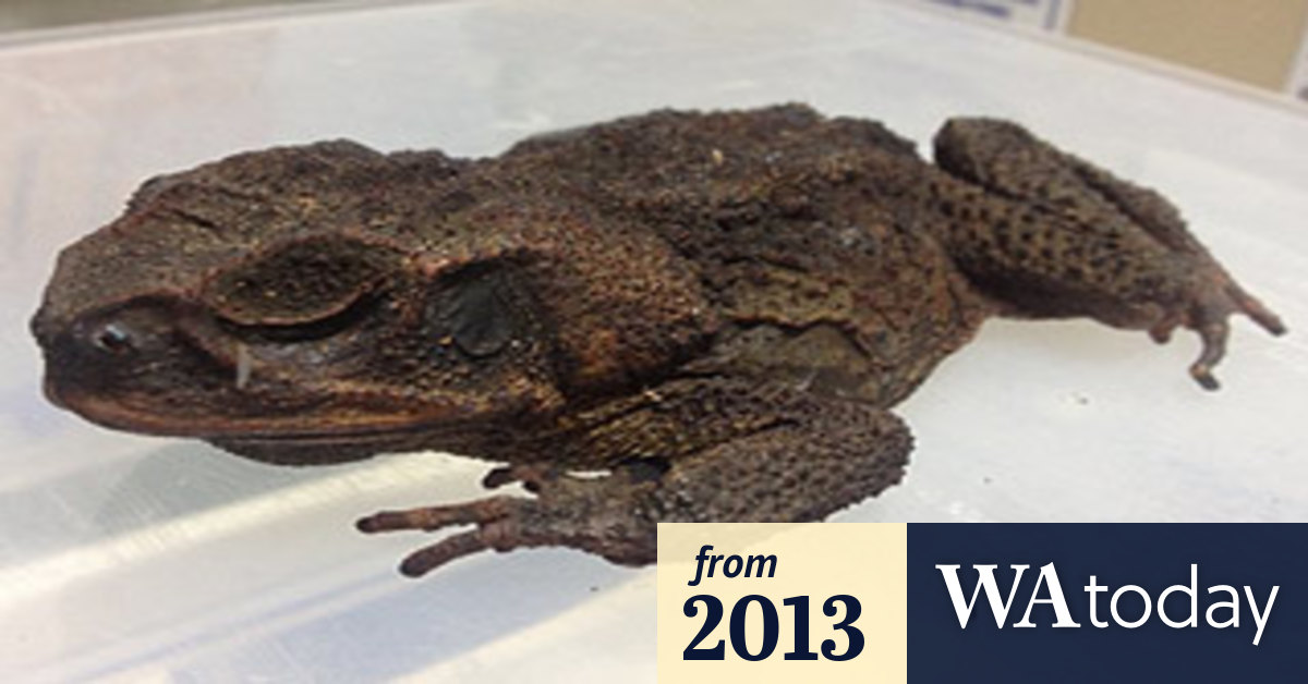Ugly toxic cane toads continue WA spread
