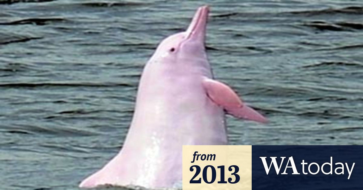 Pollution battle to save the rare pink dolphins from extinction