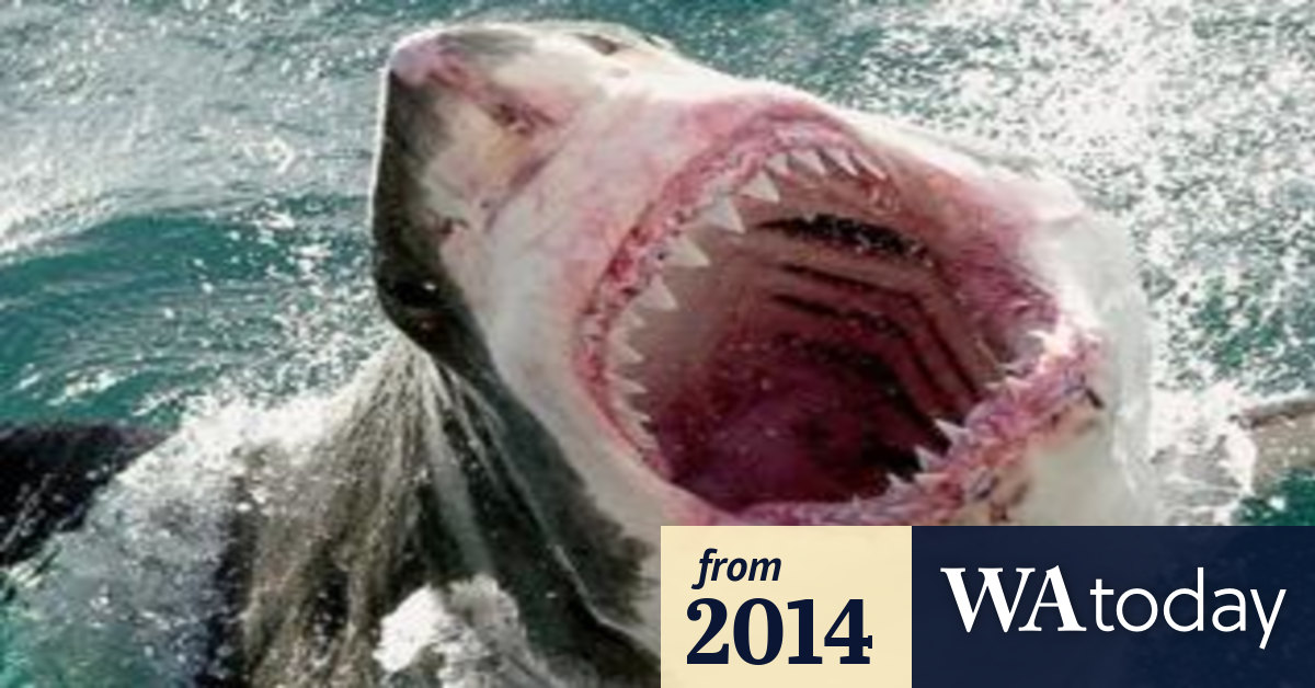 A surfer's perspective on the case for shark culling in WA