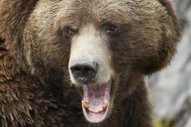 Six people mauled by bears in the US in one day