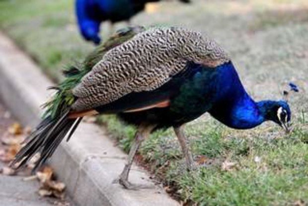 Peacock Removal Worth 10000 Fails To Reduce Noise Or Droppings Neighbour Says