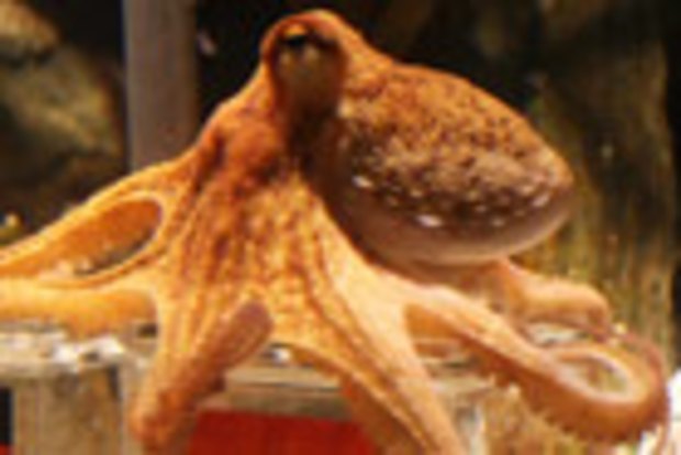 Paul the 'psychic' octopus to predict final ... if not tired