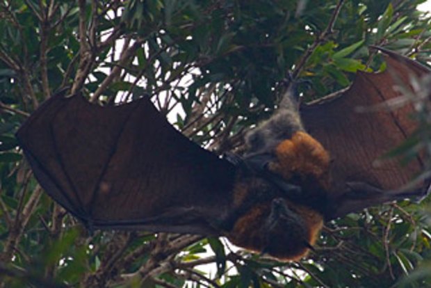 Doing the numbers drives volunteers batty