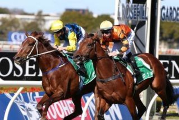 Racing NSW stewards' kid-glove approach with wayward colt hits punters ...