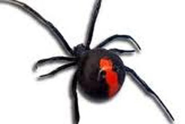 Australia's redback spiders invade NZ