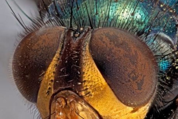 What's on TV Tuesday: The Great Australian Fly