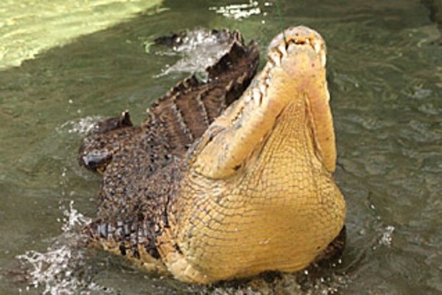 Monster croc tips Gillard win