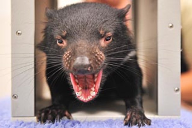 Devils' perils go back more than 3000 years