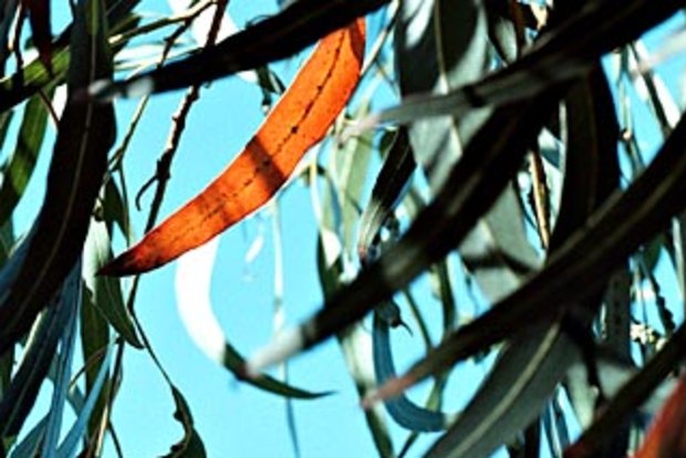 Scientists now the man with the golden gum