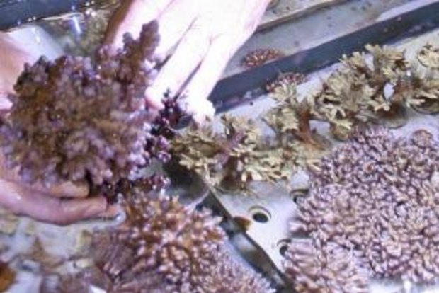 Townville's national sea simulator is the smartest aquarium in the world