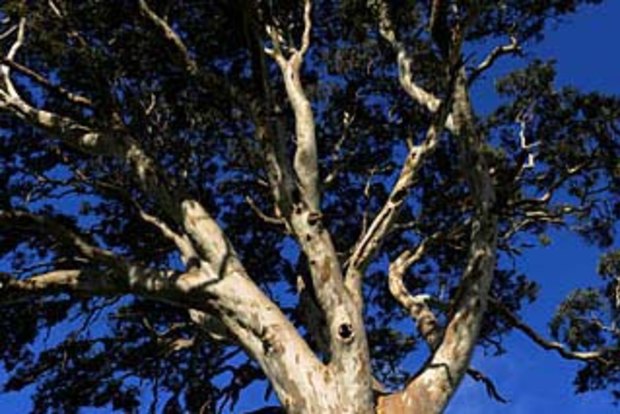 When trees fall in the forests