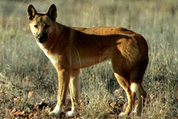 Dog gone: scientists confirm the dingo is a unique species