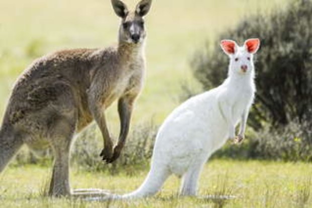 Rare albino kangaroo's incredible tale of survival in the Australian ...