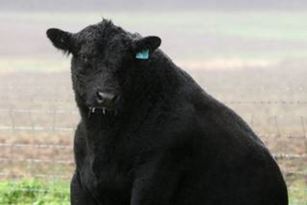 Within a bull's roar it's all buy, buy, good buy