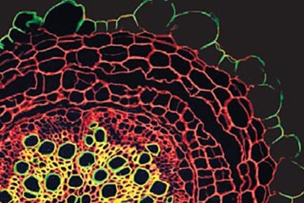 Building blocks of life, it's all in the genes