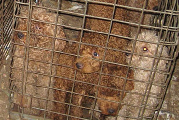 Horrific cases of animal hoarding uncovered