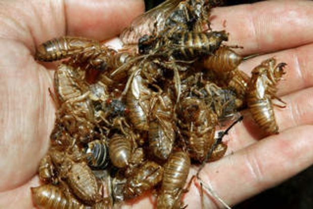 Swarmageddon to hit US after cicadas awake