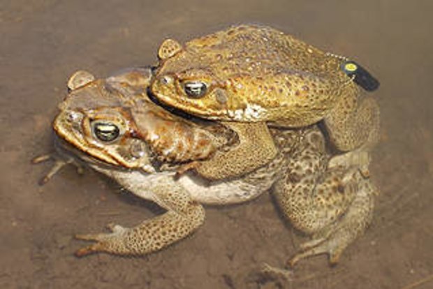 Cane toad survival secret revealed