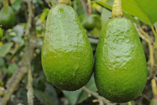 What's in season - March 6 round-up