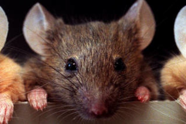 GM mice bred to detect landmines