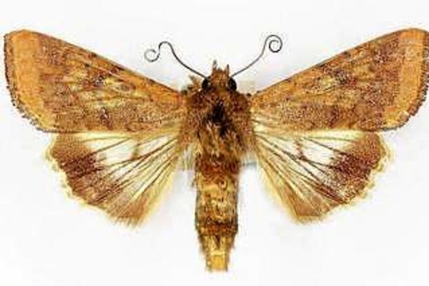 Need energy boost? Give bogongs a whirl, they're flavour of the moth