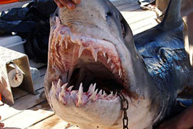 Snorkelling tourist killed in ferocious shark attack