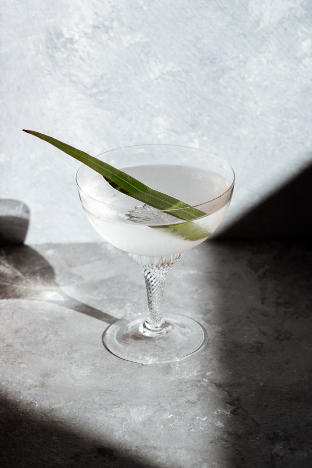 The ingredients that make Indigenous-owned Taka Gin stand out