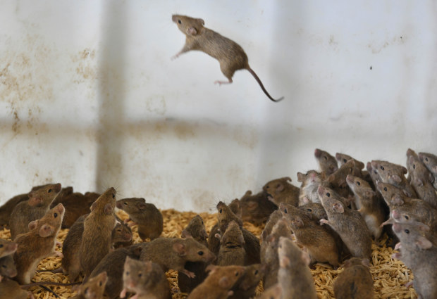 Farmers tackle mice at home and China at WTO