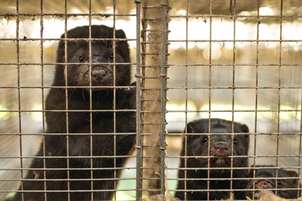 Flying fur prices put fox in focus as mink cull sparks shortage