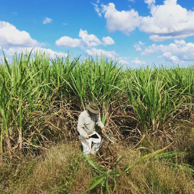 The Australian distilleries using Indigenous ingredients in their ...