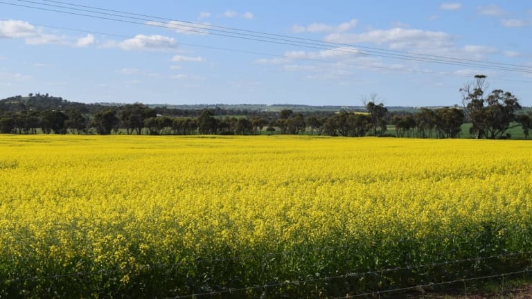 Canola Catch-22: Tourists trample on WA fields