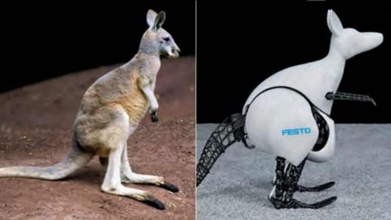 Engineers unveil bionic kangaroo