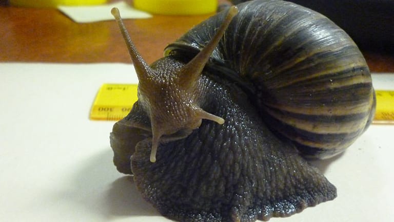 Giant snail appears in Brisbane