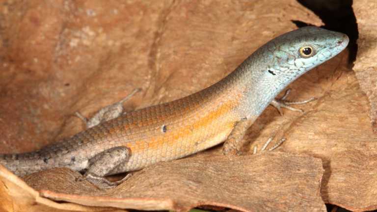 Australia adds two skink species