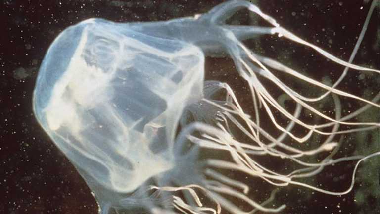 Scientists seek to take the sting out of killer jellyfish