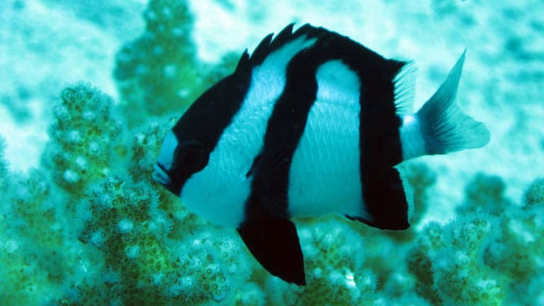 Acidic water robs reef fish of survival instinct