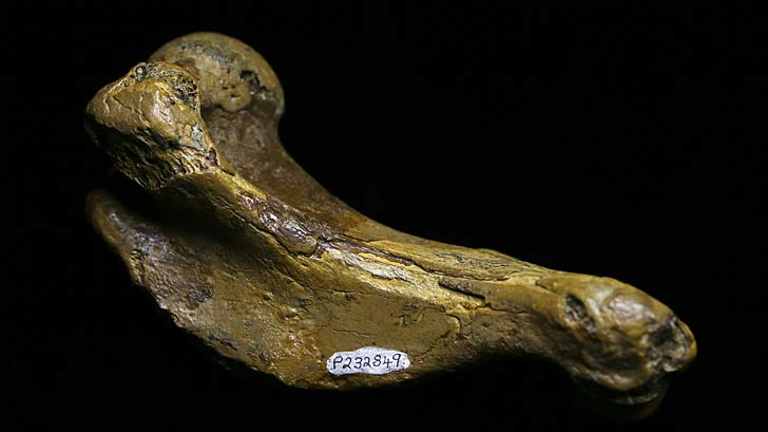 Fossilised seal bone discovered off Beaumaris beach is about six ...