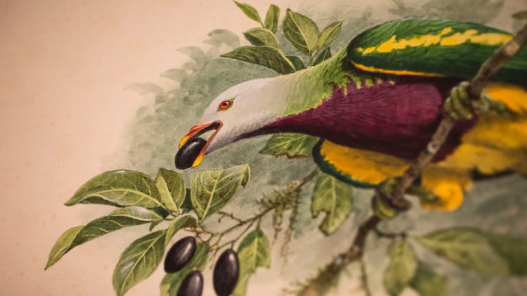 William T Cooper: The great bird artist's legacy to NSW
